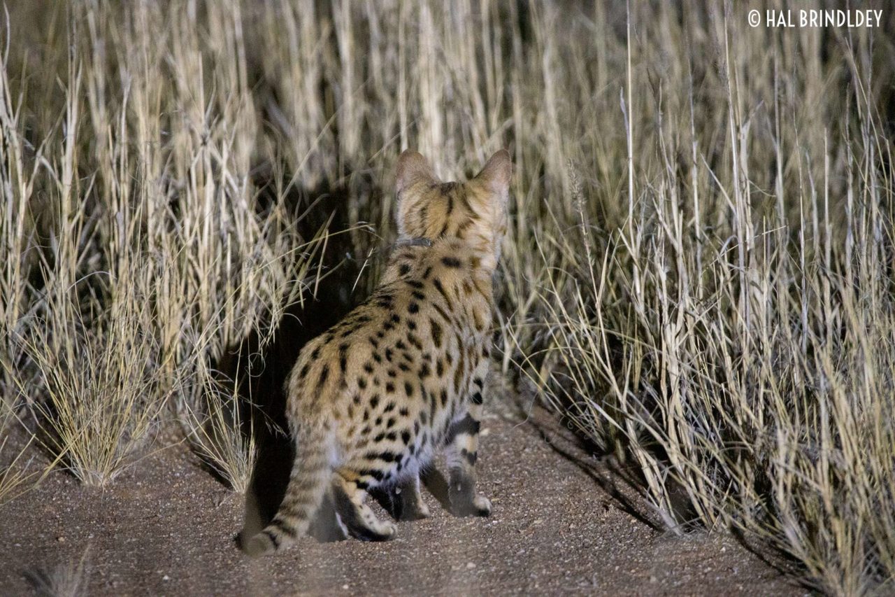 Black-footed Cat Facts | the Black-footed Cat Working Group